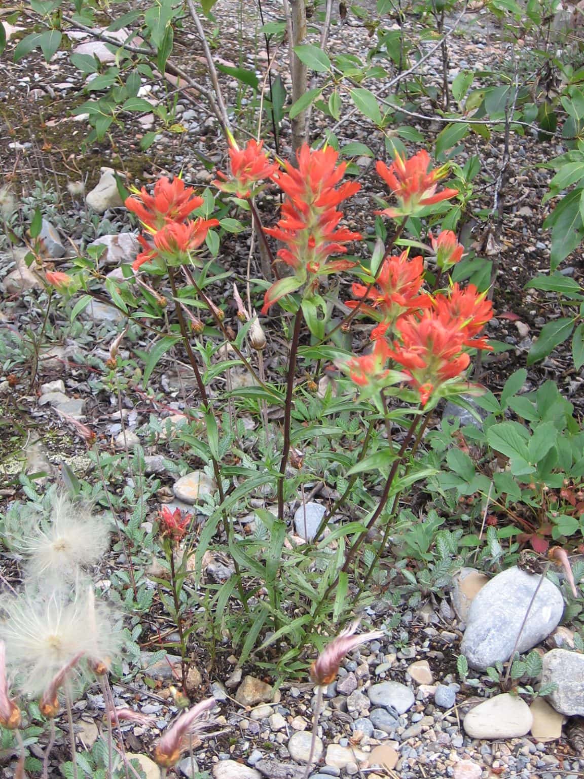 Fryatt Valley: Jasper's Best Backcountry Hike