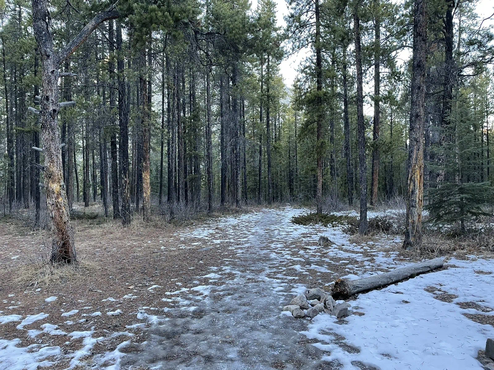 Cline River Falls Hike: A Winter Waterfall Adventure in David Thompson ...
